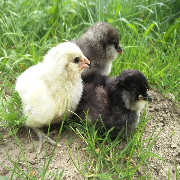 Pasning af kyllinger - Racekylling.dk